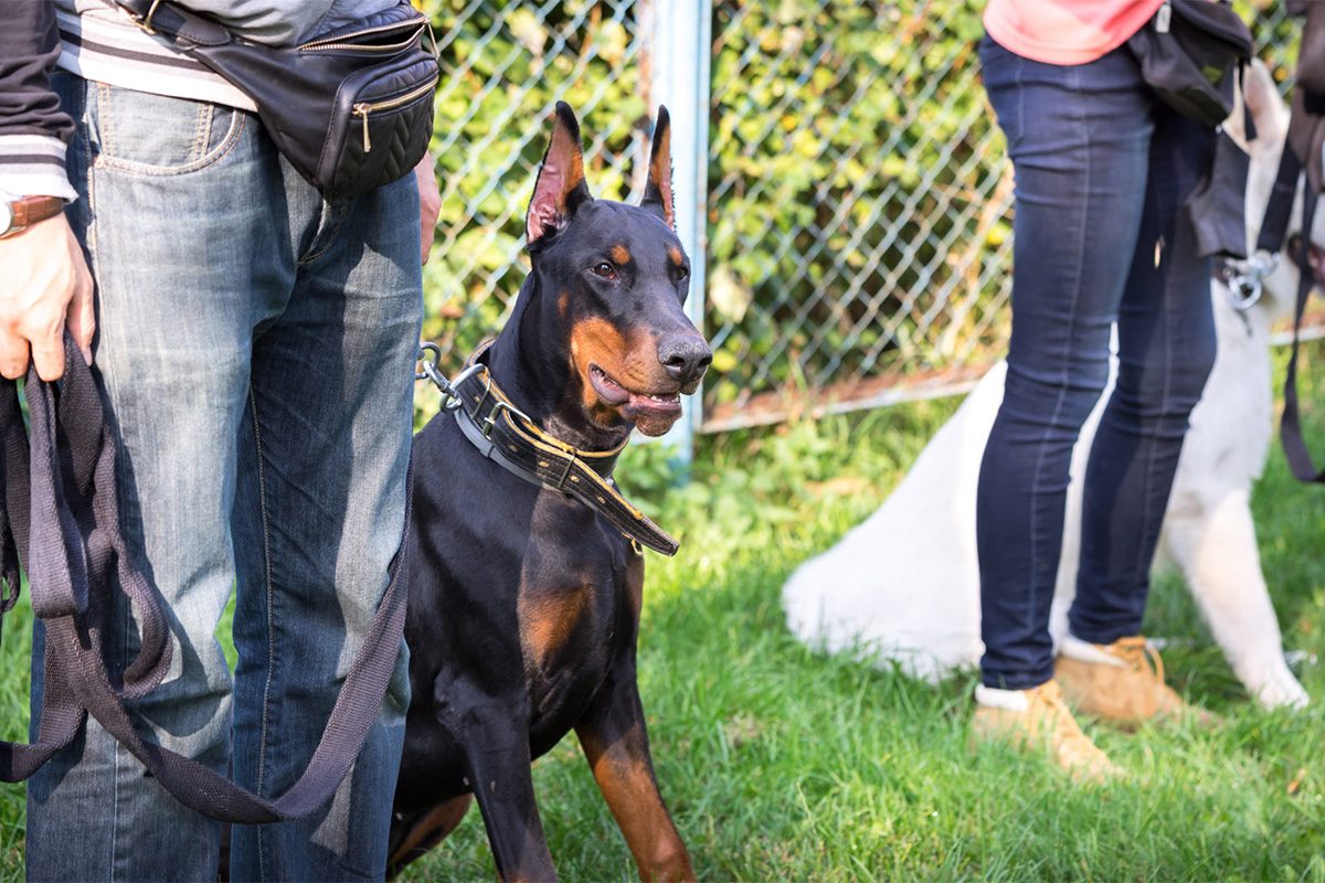 Dog Obedience Training Michael s Pack NJ NY Obedience Trainers